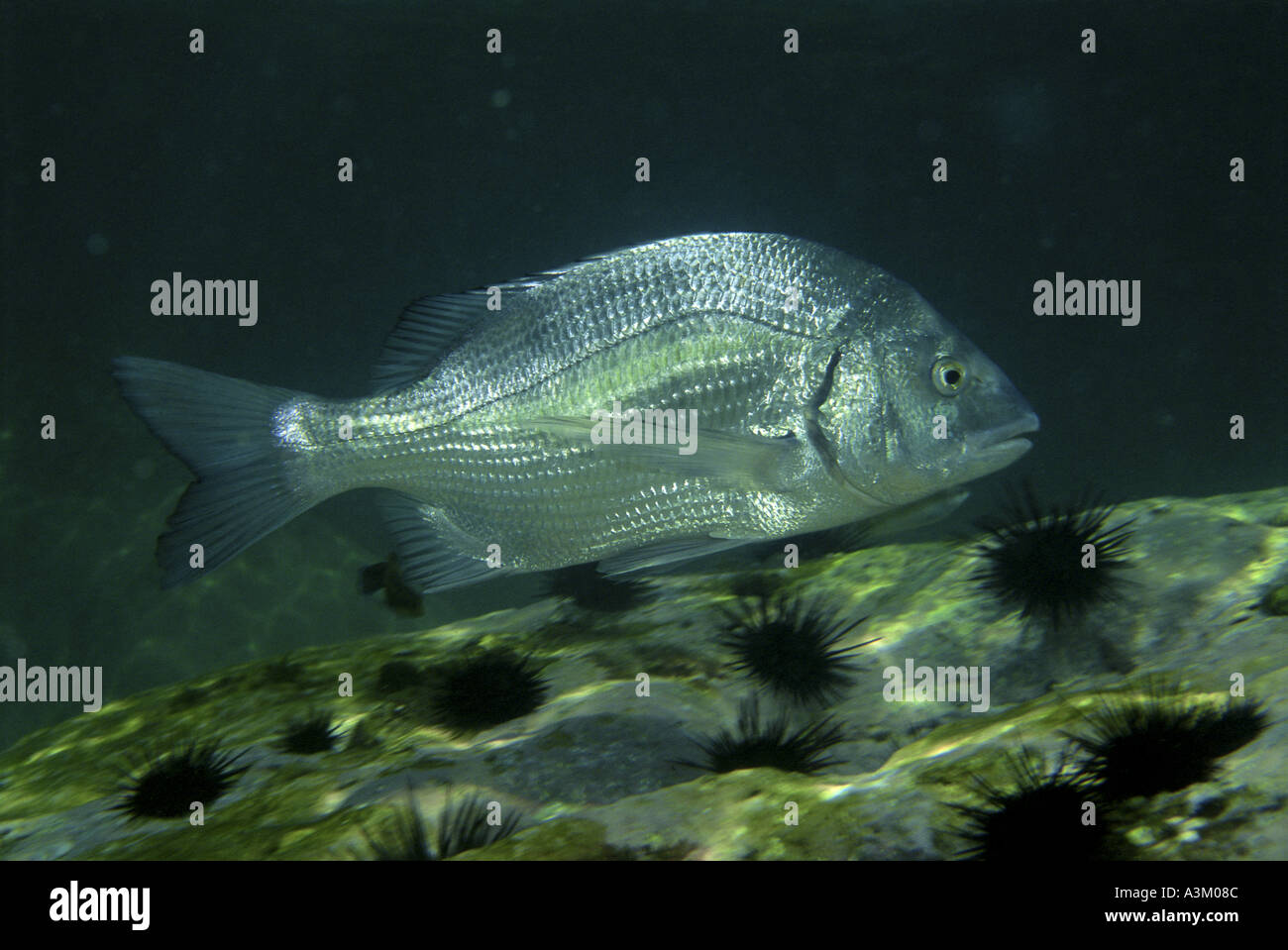 Black porgy hi-res stock photography and images - Alamy
