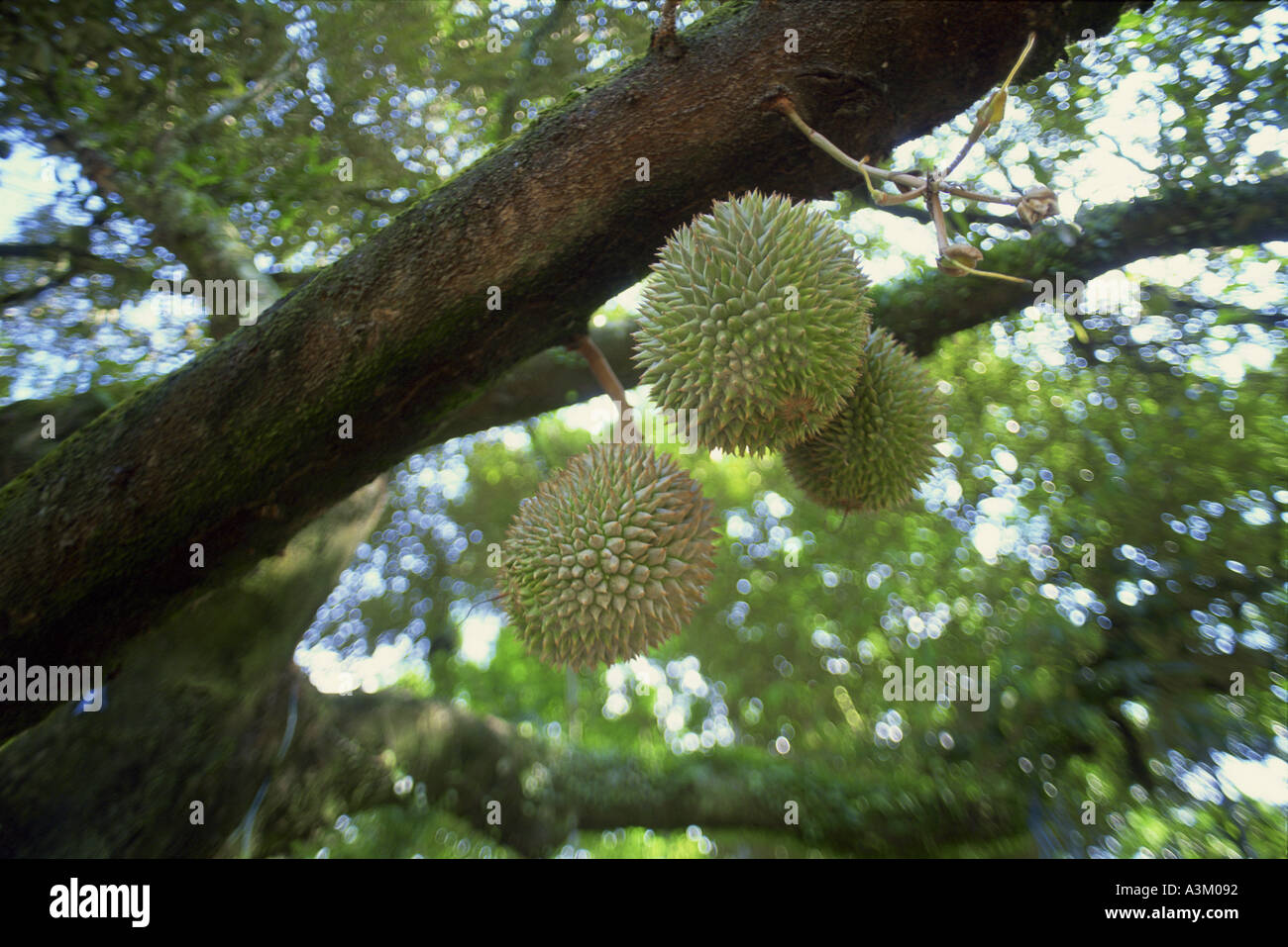 Durian tree and Durian Stock Photo - Alamy