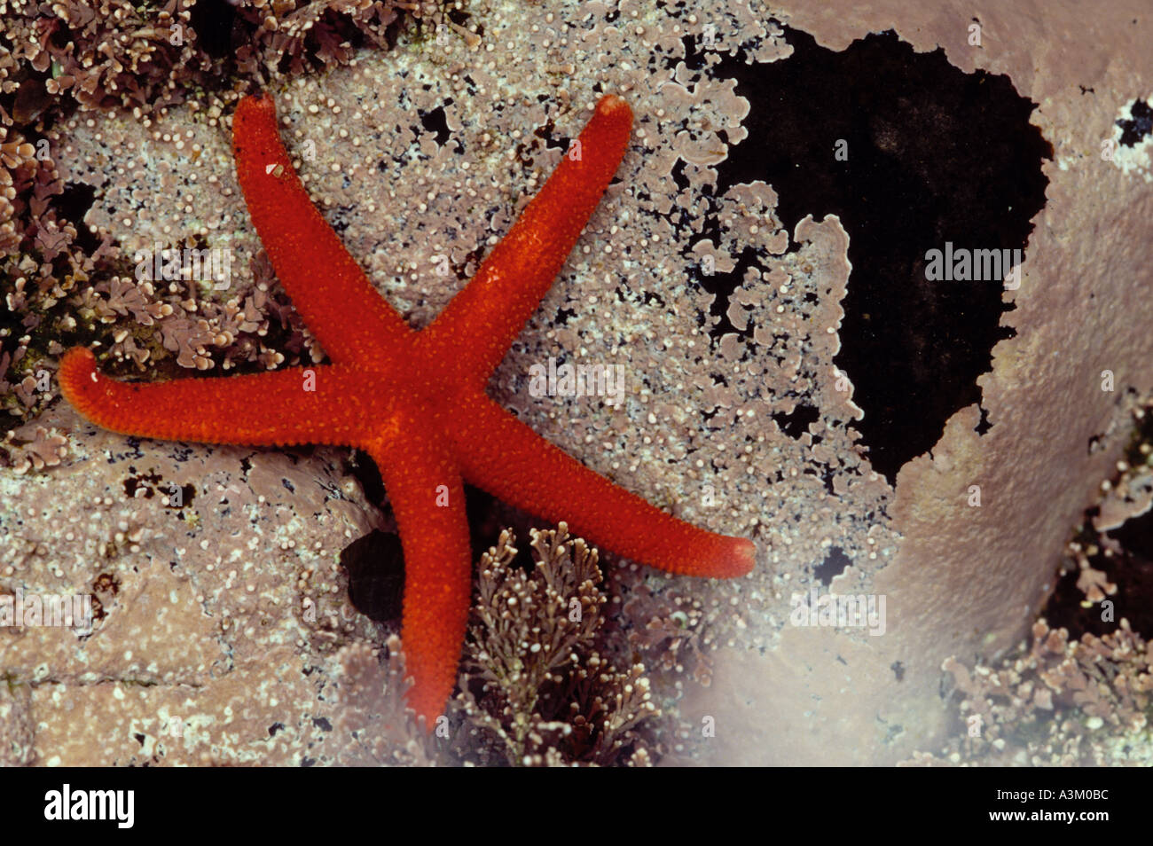 INVERTEBRATE STARFISH Red Henricia levluscula Olympic National Park ...