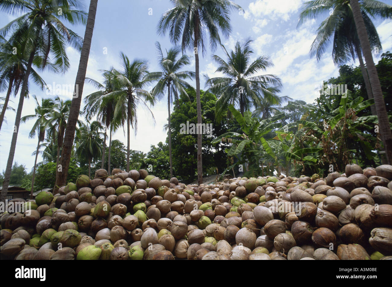 Coconuts and Palm trees Stock Photo - Alamy