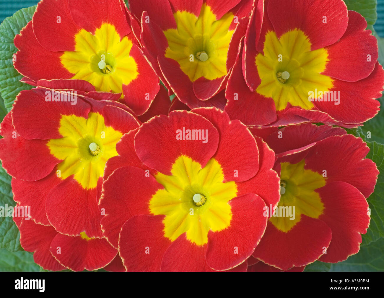 Red primroses close up Primula veris Stock Photo - Alamy