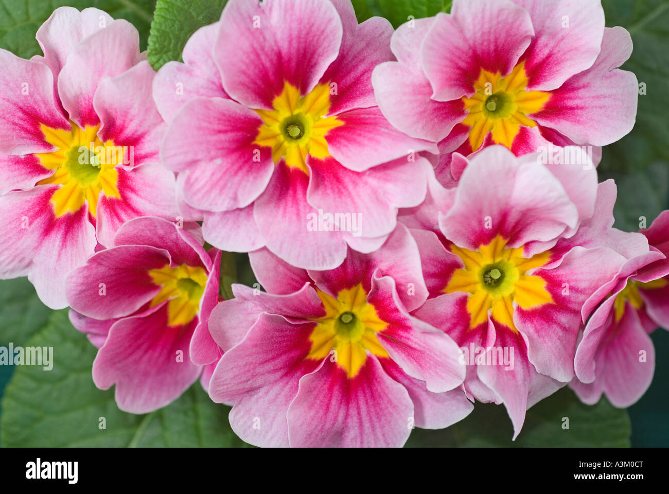 Pink primroses close up Primula veris Stock Photo - Alamy