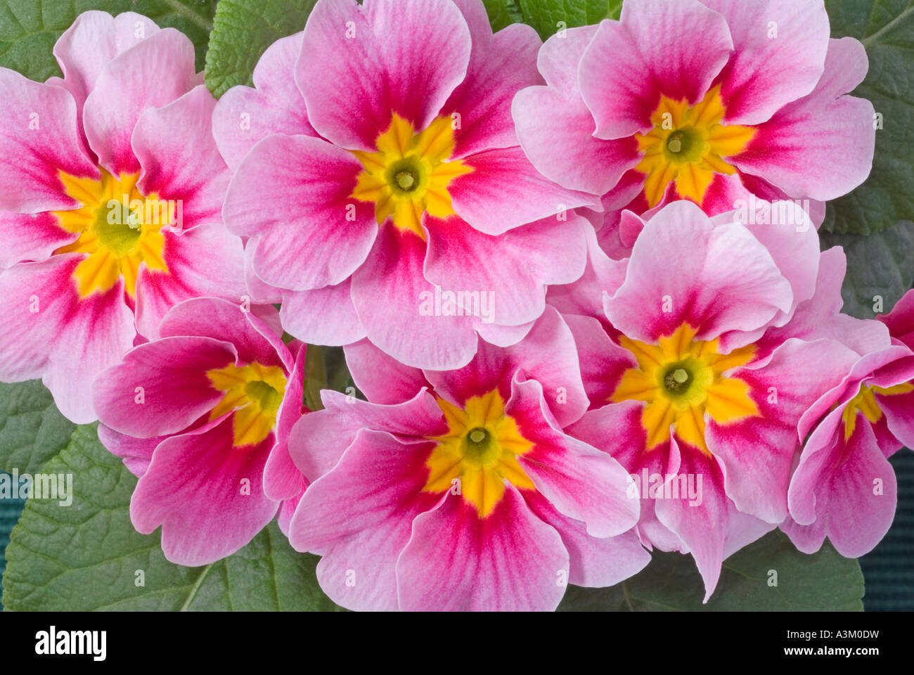 Pink primroses close up Primula veris Stock Photo - Alamy