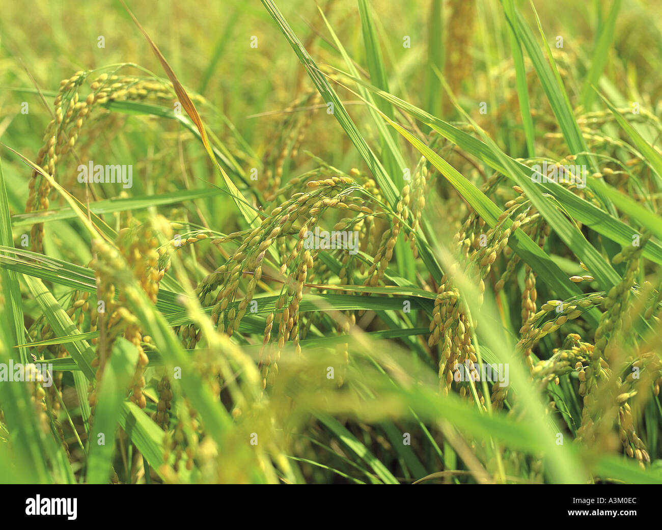 Japanese summers hi-res stock photography and images - Alamy