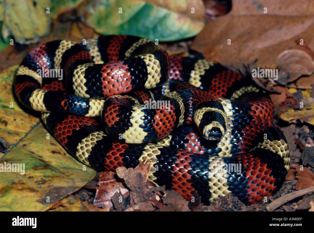 REPTILE SNAKE King Stock Photo - Alamy