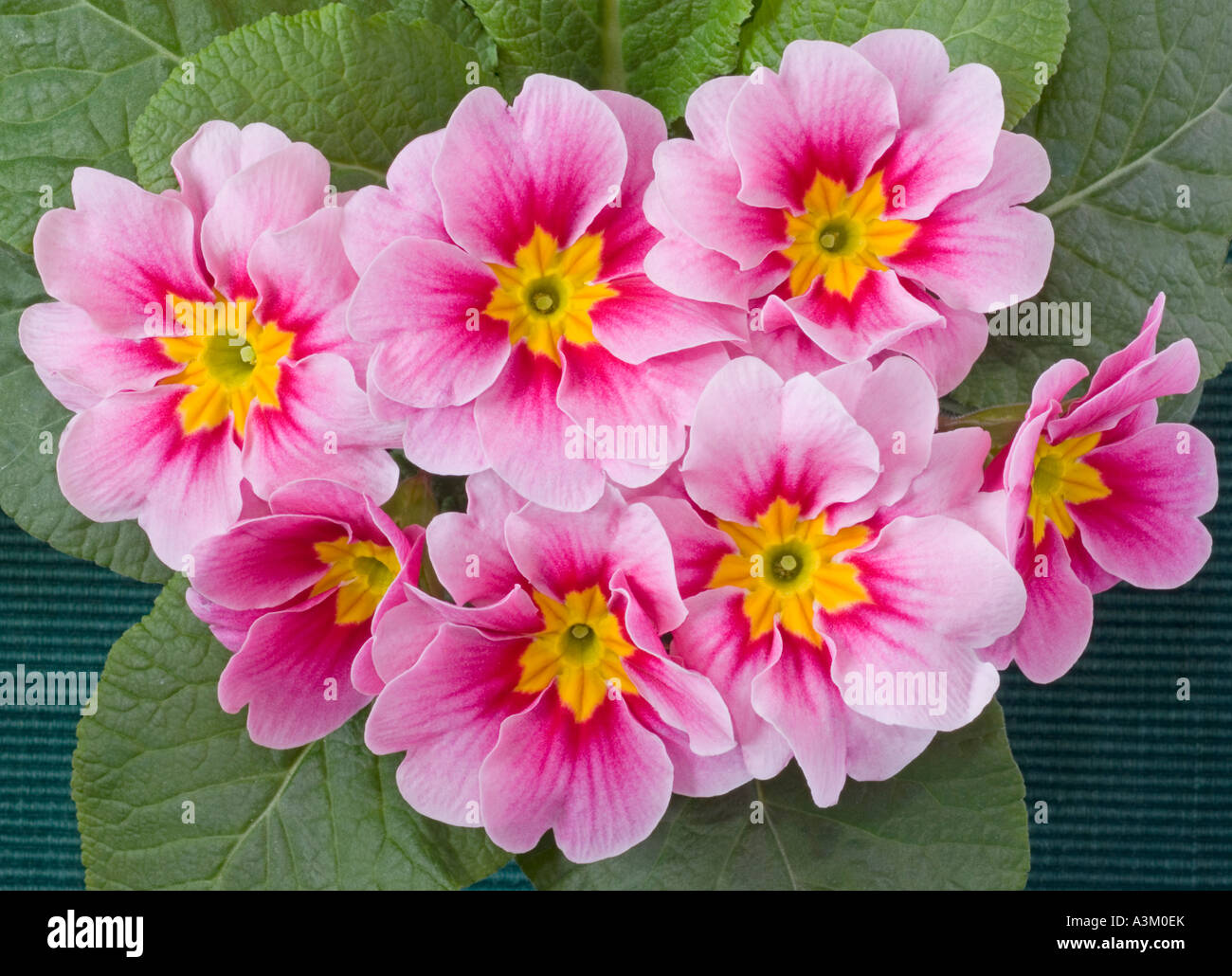 Pink primroses close up Primula veris Stock Photo - Alamy