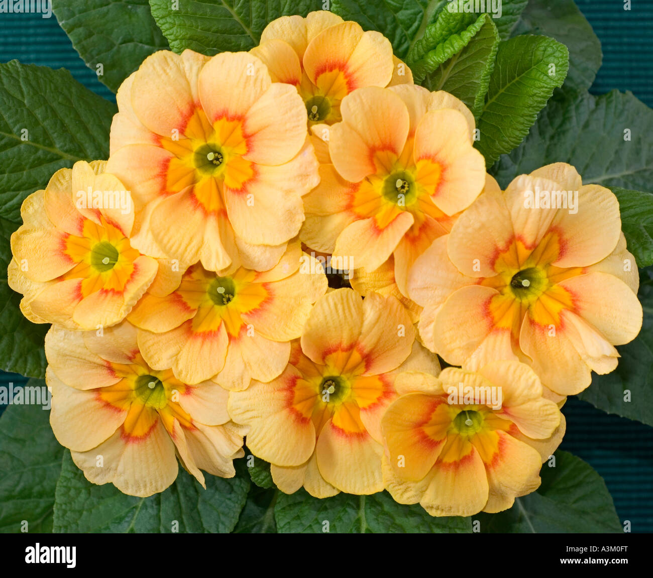 Primula veris orange hi-res stock photography and images - Alamy