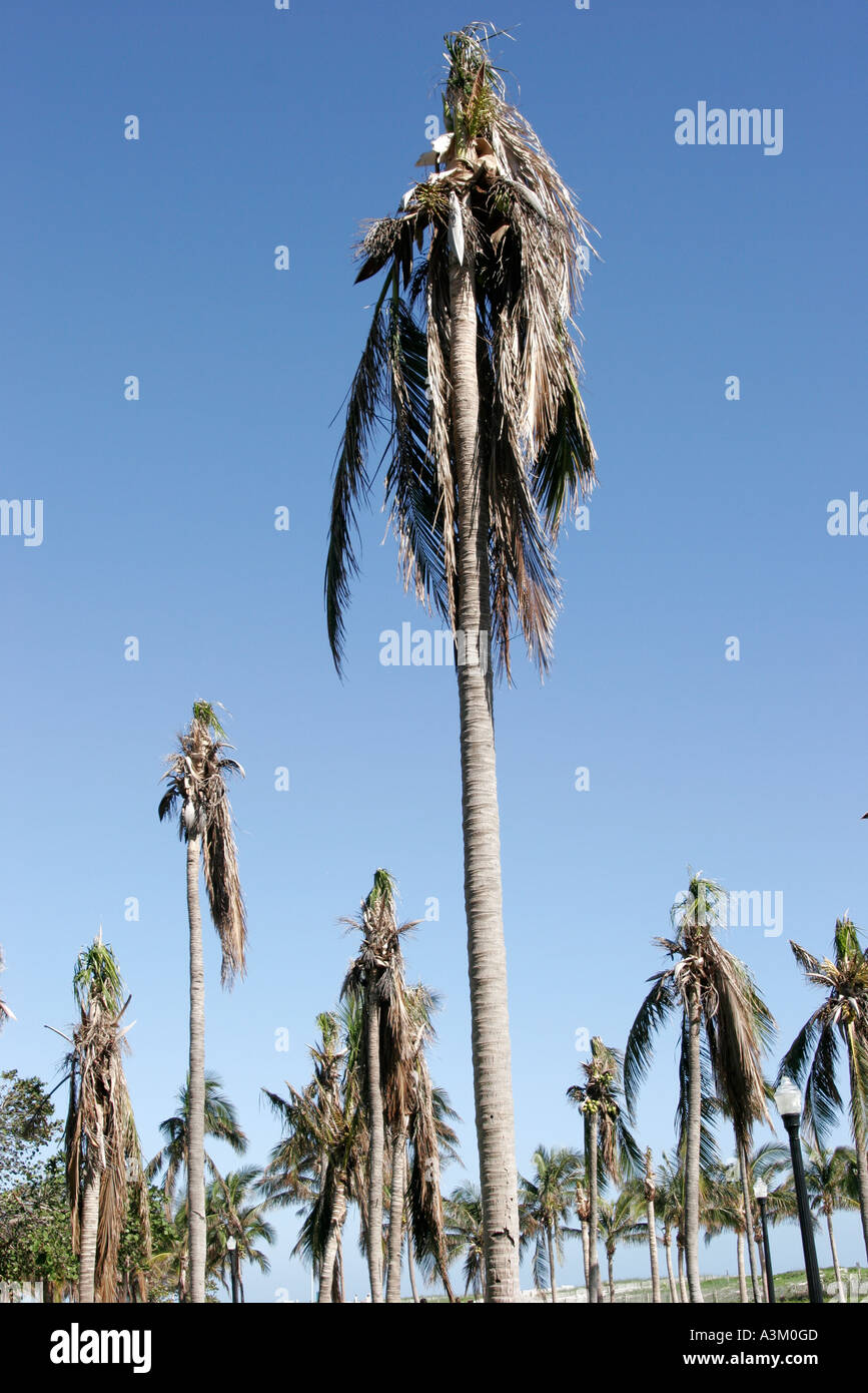 Miami palm tree hurricane hi-res stock photography and images - Alamy