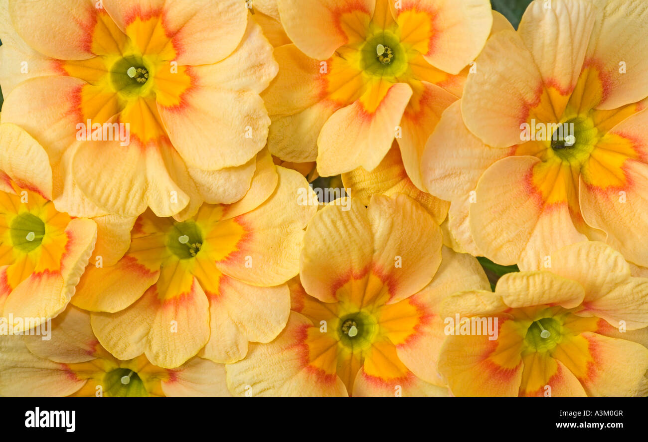 Primula veris orange hi-res stock photography and images - Alamy