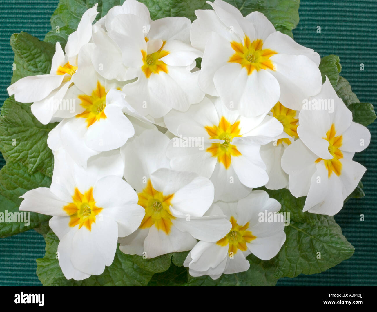 White primroses close up Primula veris Stock Photo - Alamy