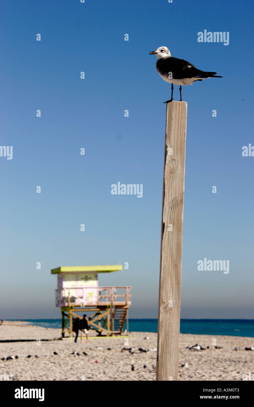 Miami Beach Florida,Atlantic shore,sea gull,lifeguard station,hut,tower ...