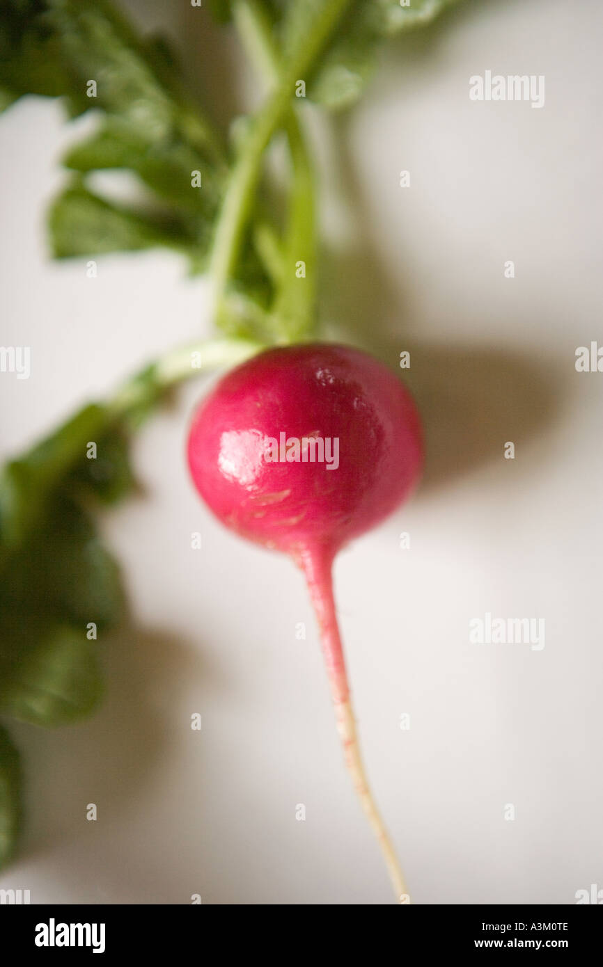 Purple raddish hi-res stock photography and images - Alamy