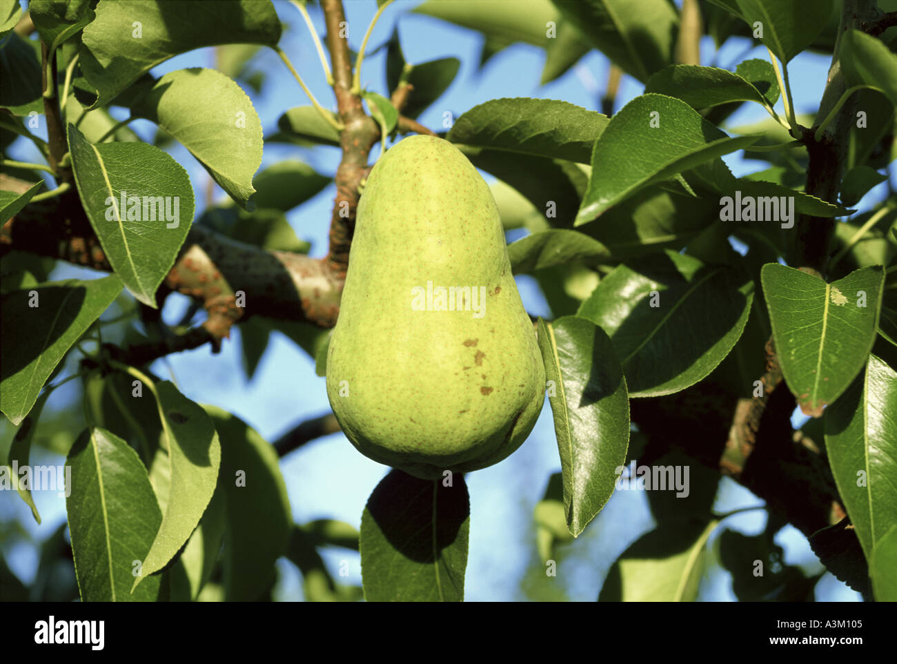 Pearlescent tree hi-res stock photography and images - Alamy