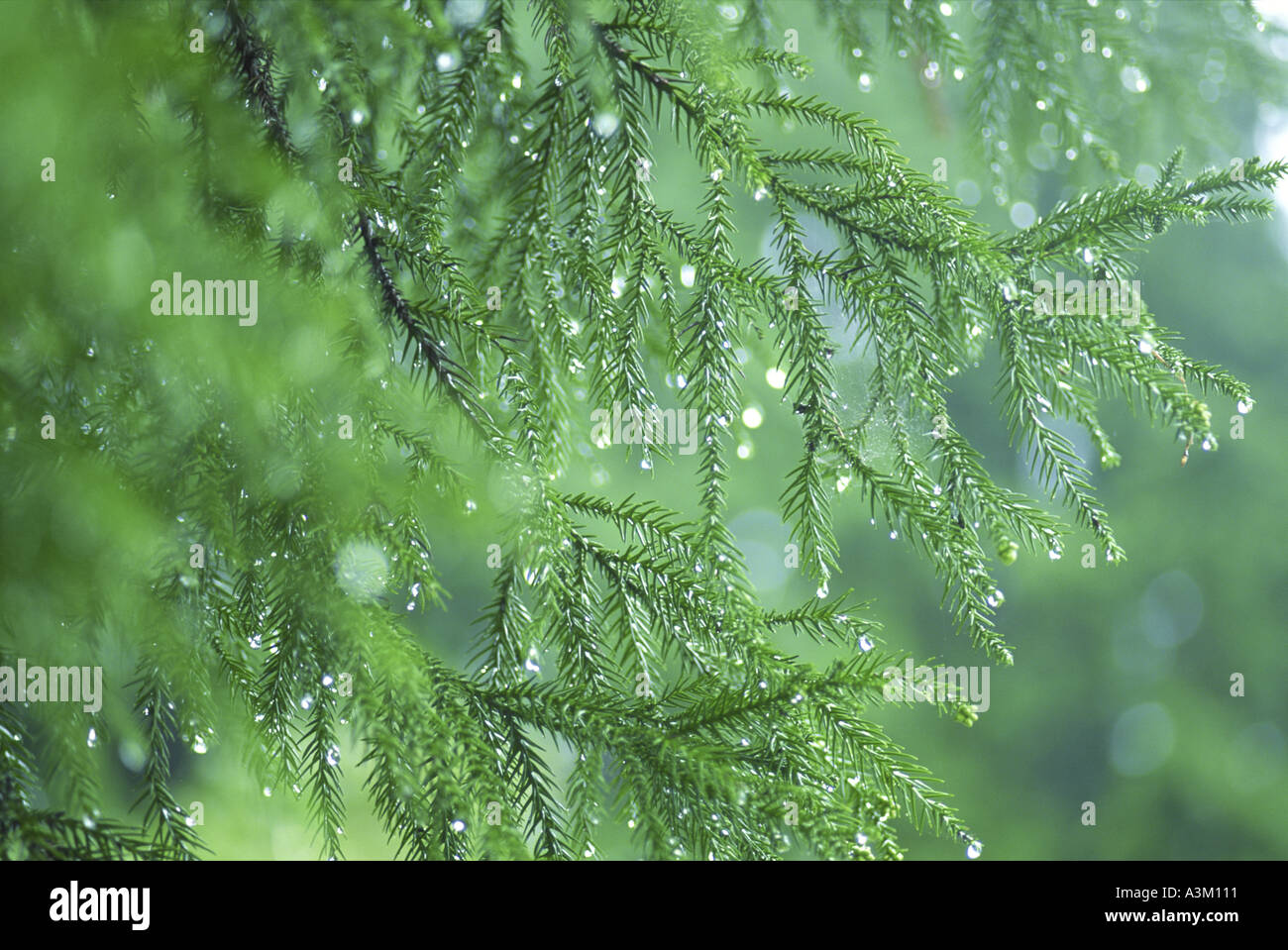 Cedar forests in japan hi-res stock photography and images - Alamy