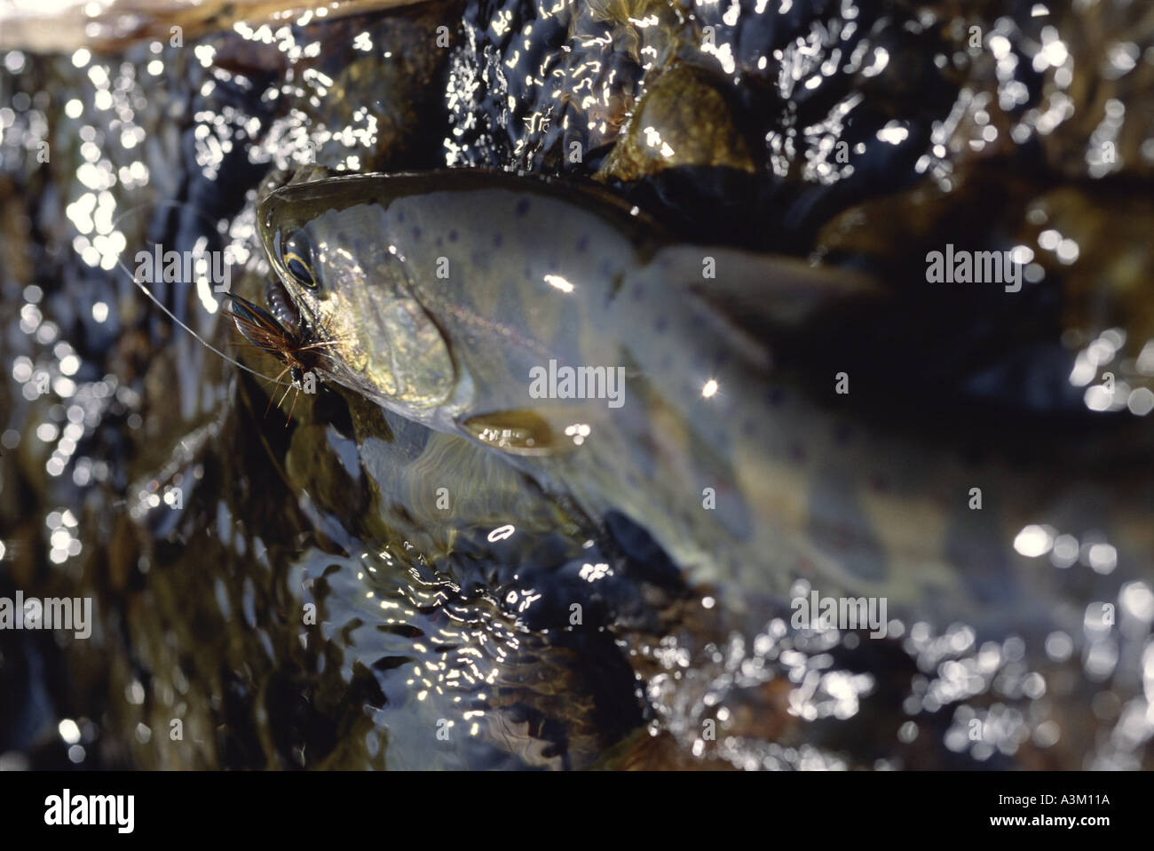 Fish in river Stock Photo - Alamy