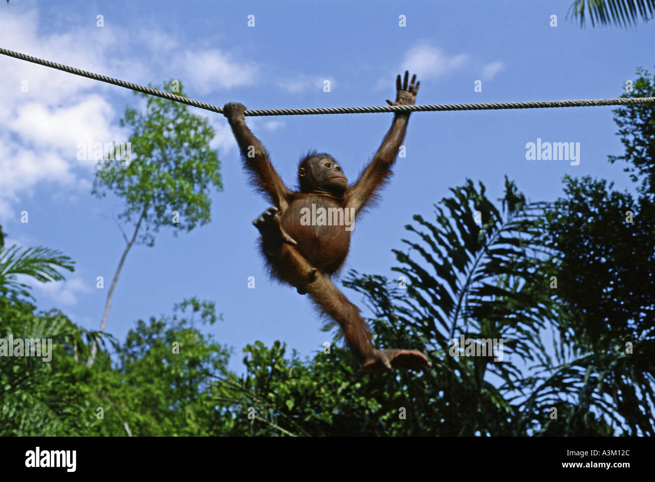 Orangutan swinging from tree hi-res stock photography and images - Alamy