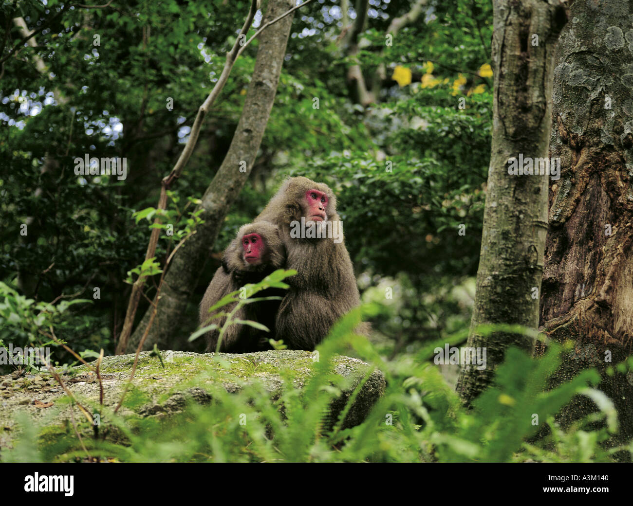 Japanese woodland animals hi-res stock photography and images - Alamy