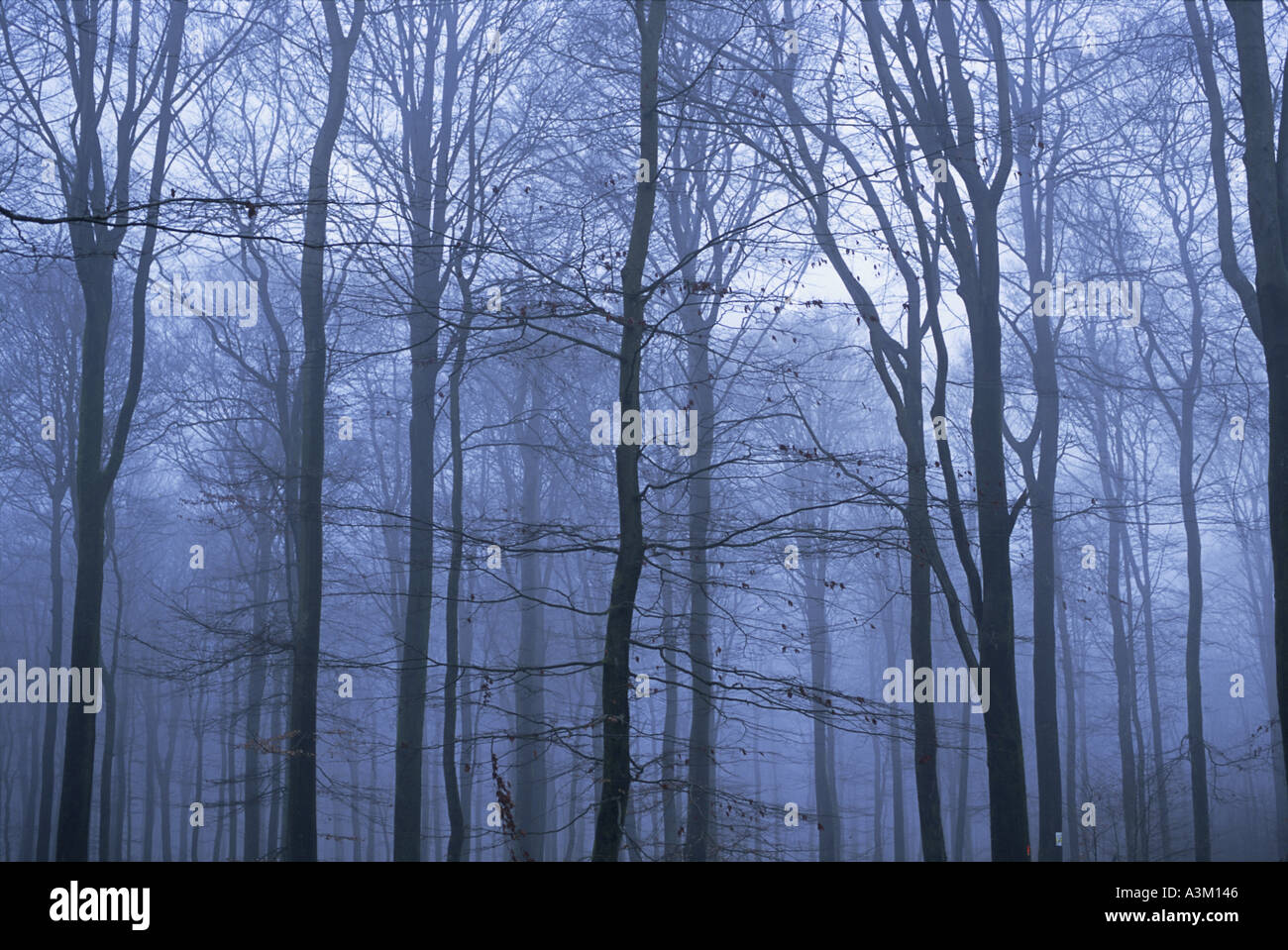 Trees in misty forest Stock Photo - Alamy