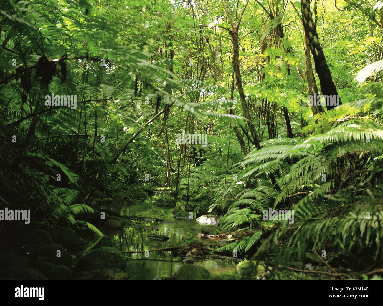 Rainforest and stream Stock Photo - Alamy