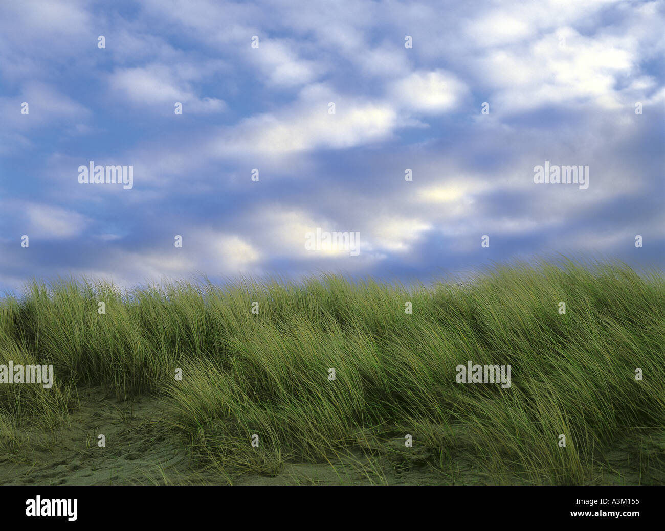 Grass and Cloud Stock Photo - Alamy