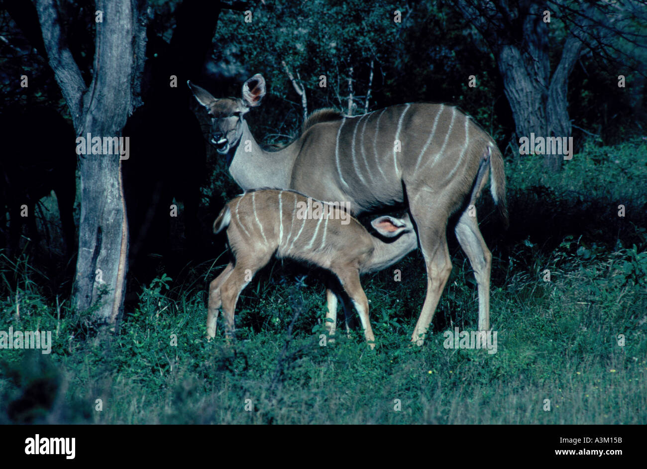 Kudo at hi-res stock photography and images - Alamy