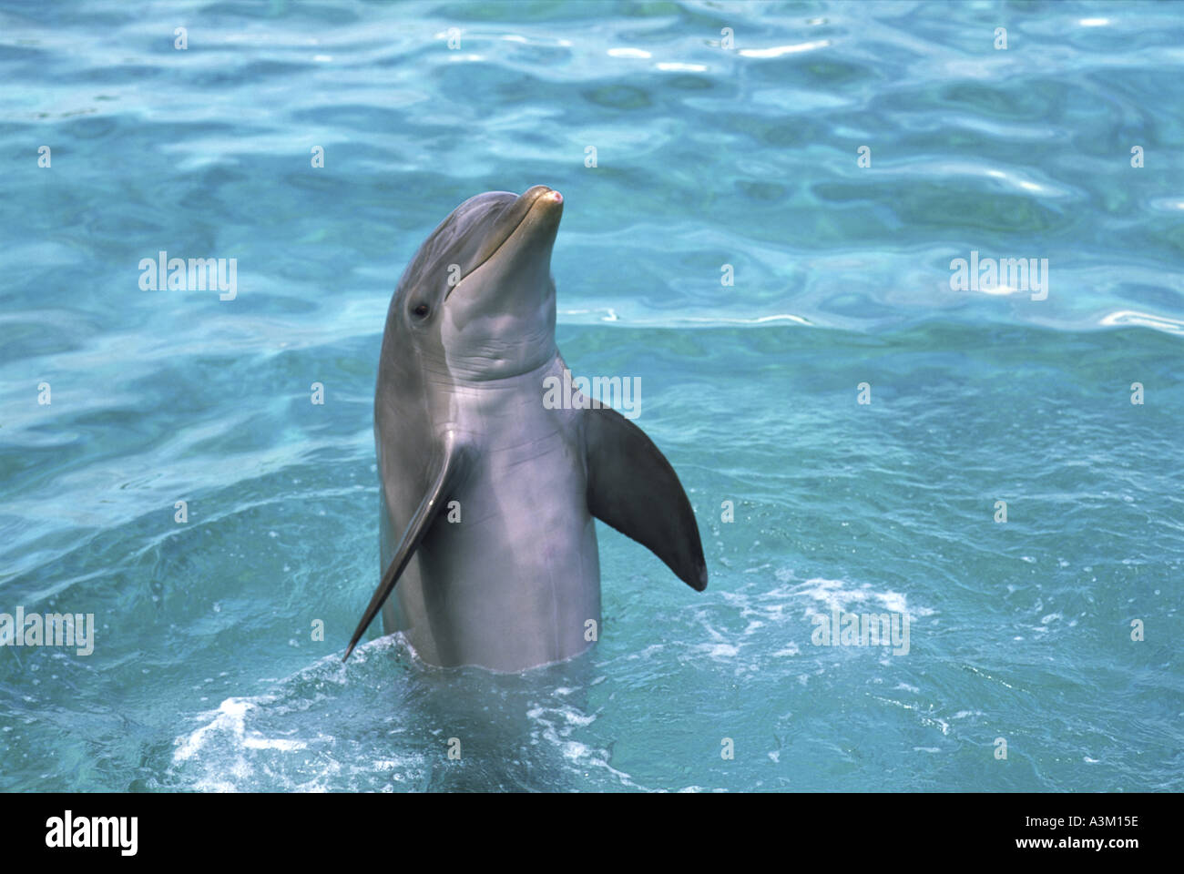 Dolphine swimming hi-res stock photography and images - Alamy