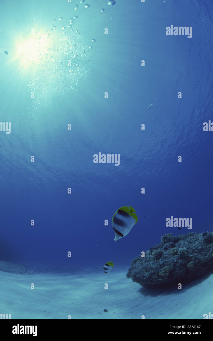 Swims vertically hi-res stock photography and images - Alamy