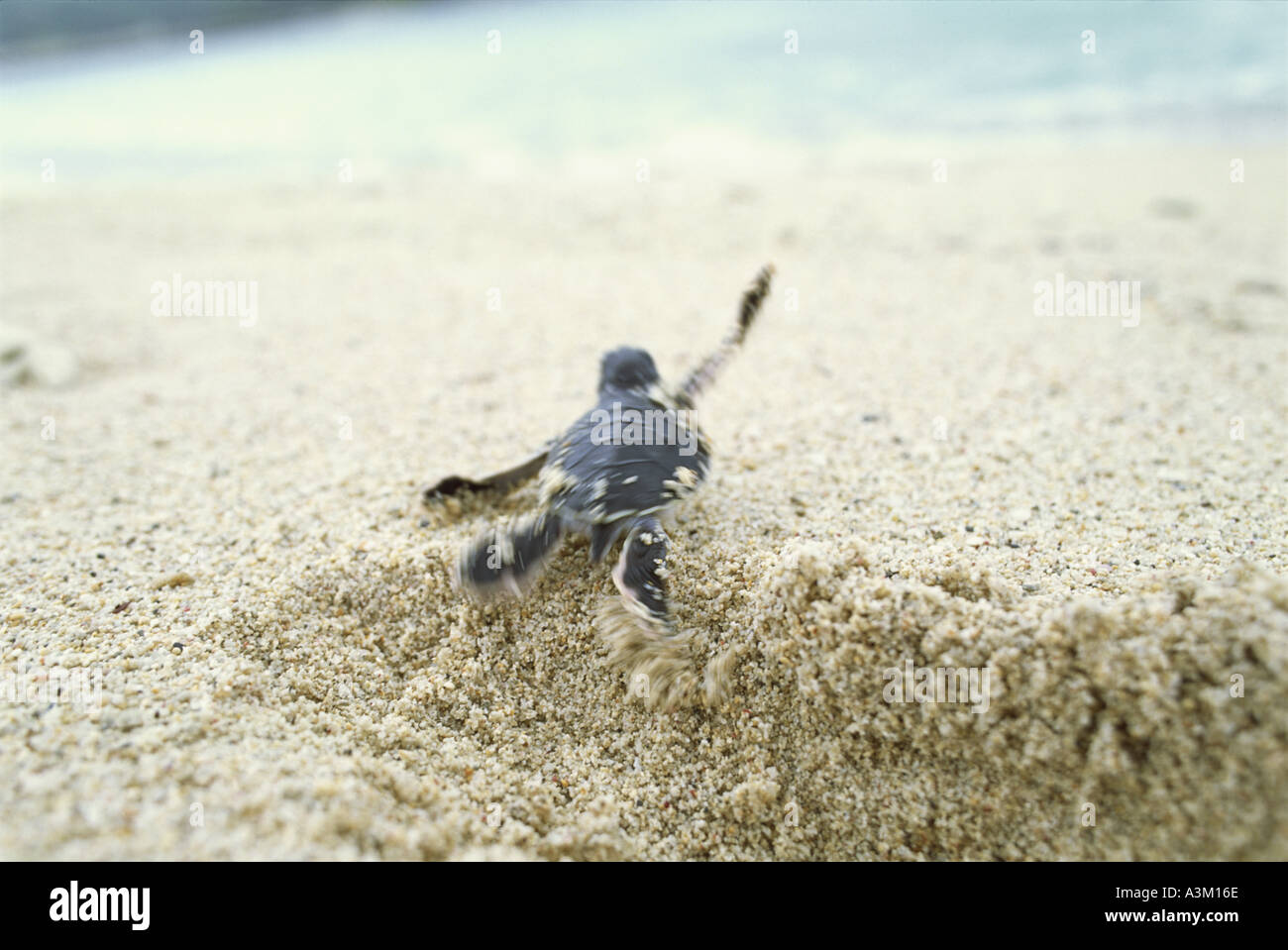 Baby green turtle Stock Photo - Alamy
