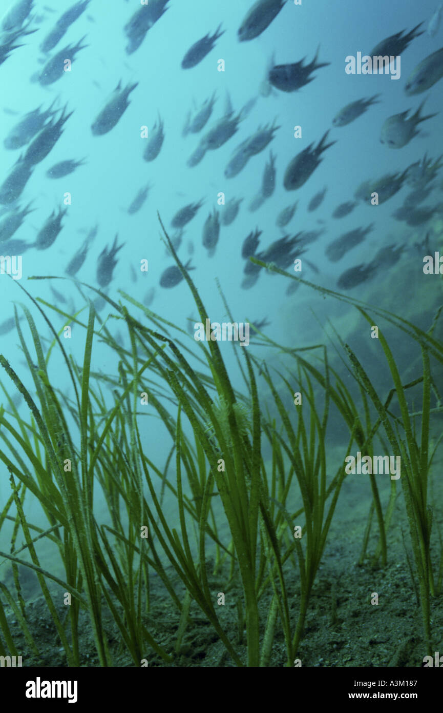 Zostera marina fish hi-res stock photography and images - Alamy