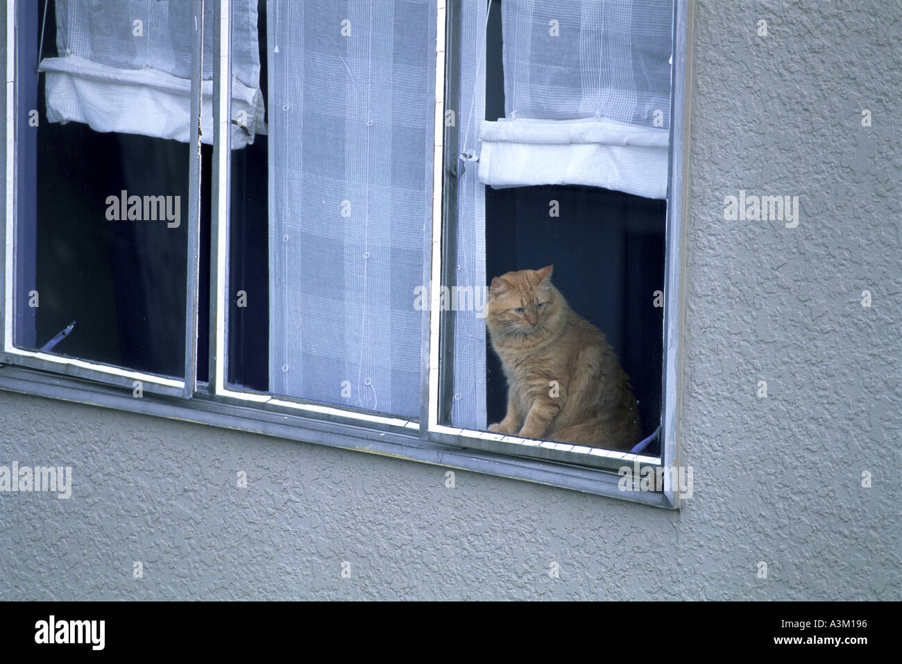 Cat in the window Canada Stock Photo - Alamy
