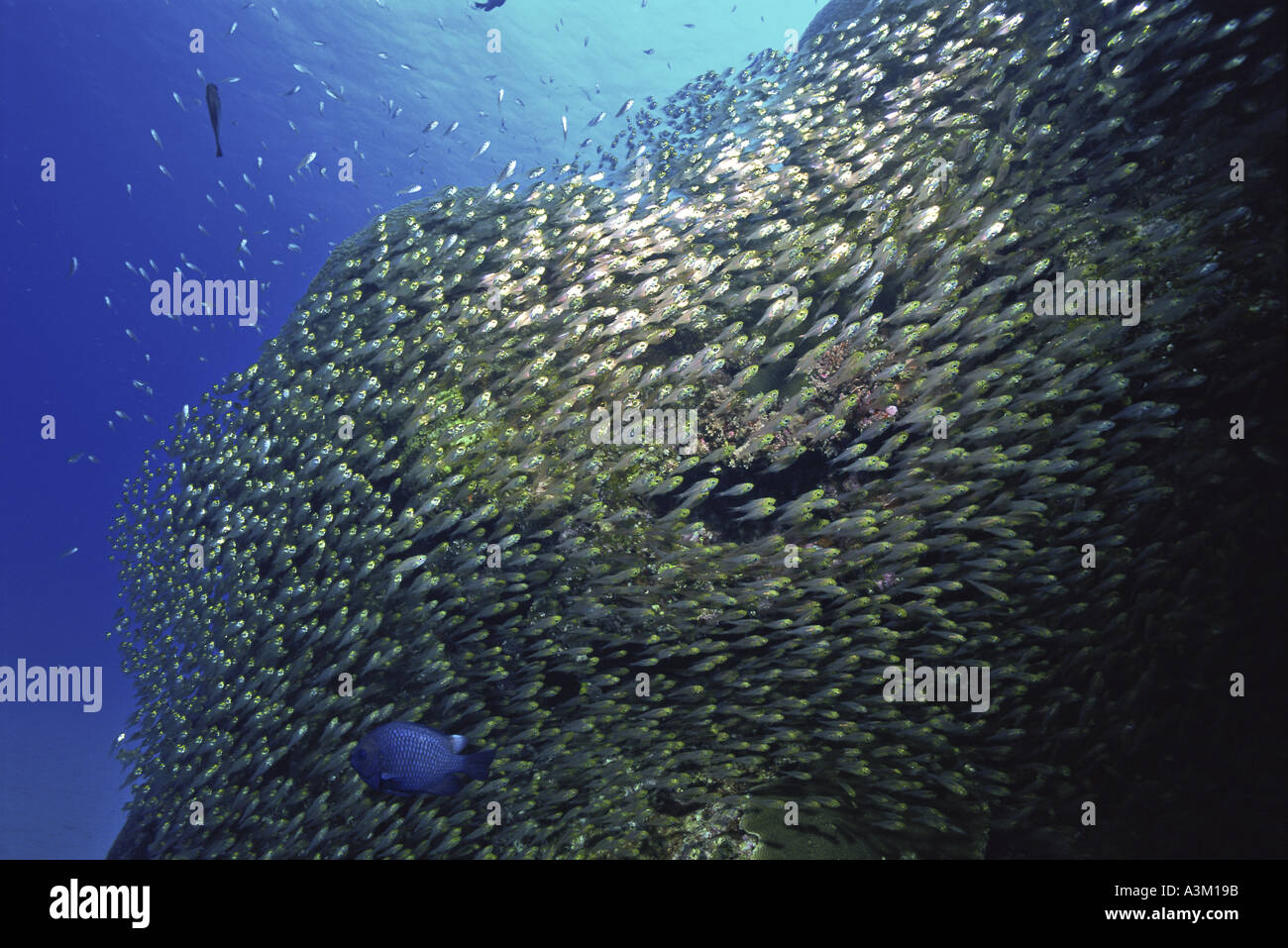 Slender sweeper hi-res stock photography and images - Alamy