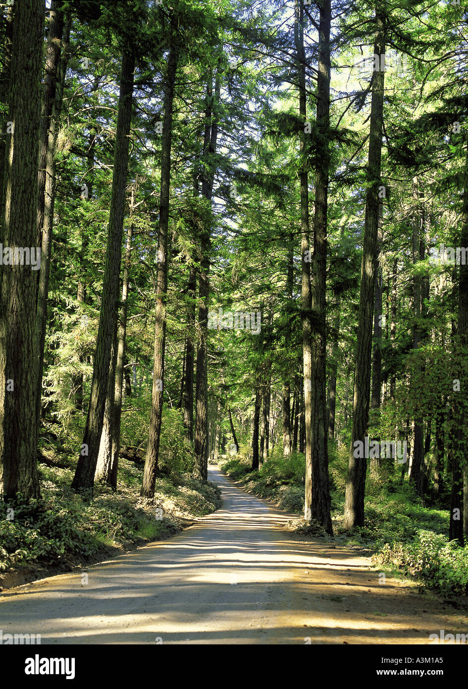Forest and road Canada Stock Photo - Alamy