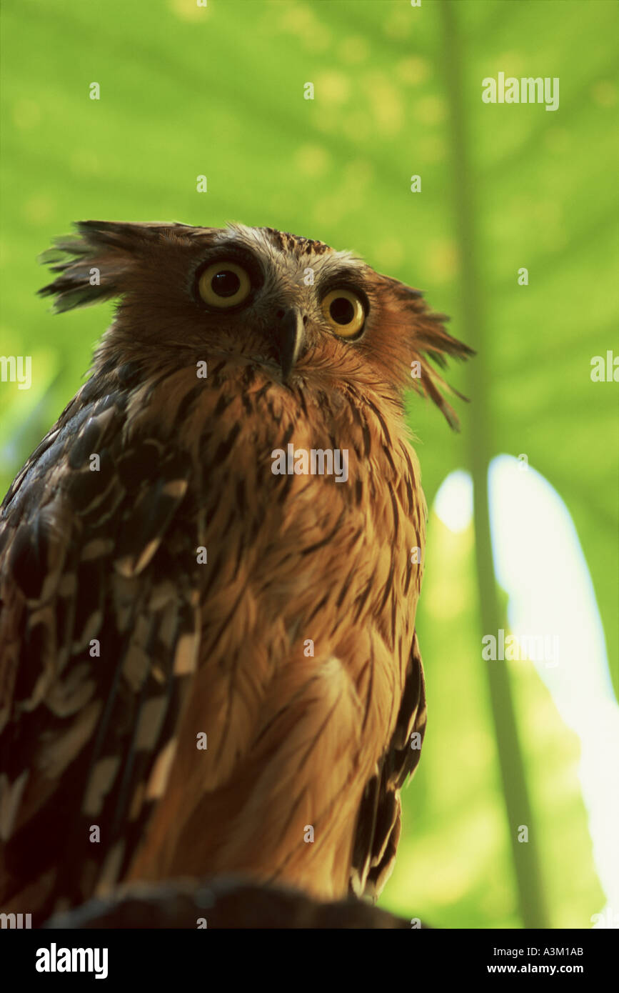 Owls of malaysia hi-res stock photography and images - Alamy