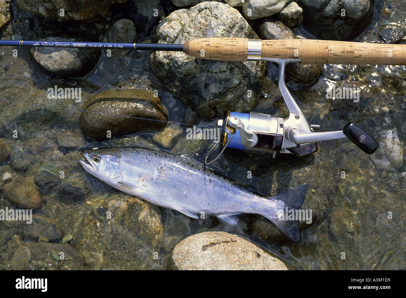 River fish Japan Stock Photo - Alamy