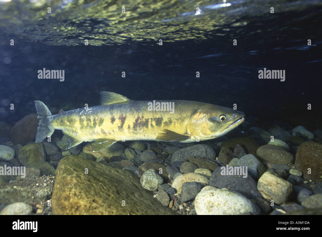 Samon hi-res stock photography and images - Alamy