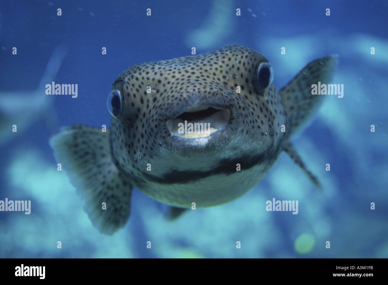 Blow Fish Hawaii Stock Photo - Alamy