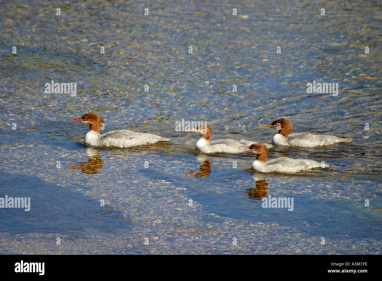 Merganser family hi-res stock photography and images - Alamy