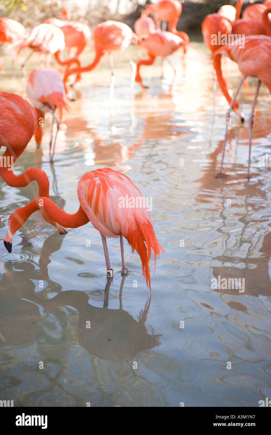 Group pink flamingos drinking water hi-res stock photography and images ...
