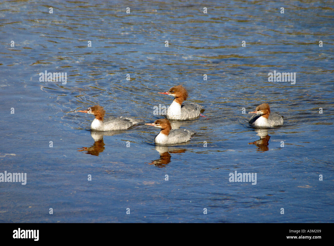 Common group hi-res stock photography and images - Alamy