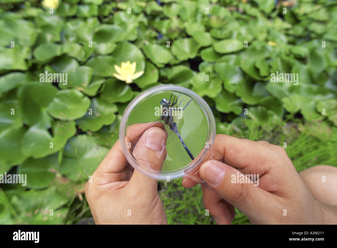 Magnifying glass Japan Stock Photo - Alamy