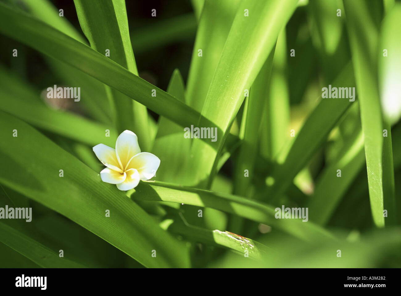 Malaysaia hi-res stock photography and images - Alamy