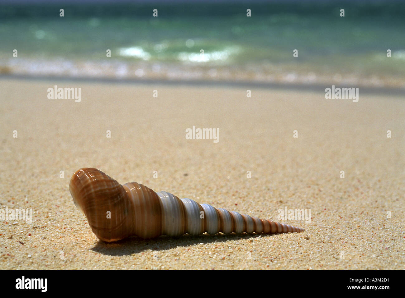 Shell on the beach Okinawa Japan Stock Photo - Alamy