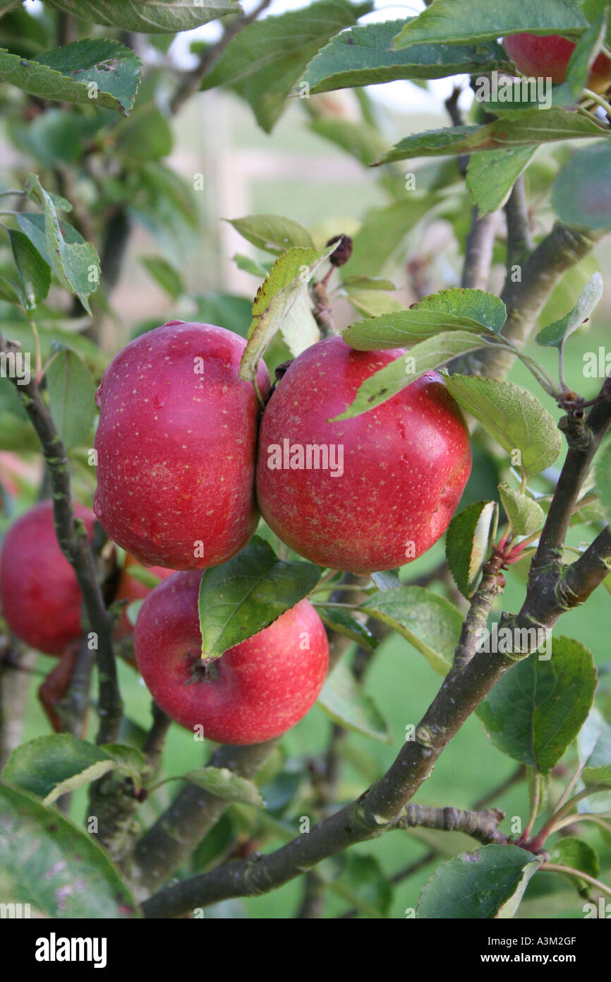 ‘court pendu plat’ apple hi-res stock photography and images - Alamy