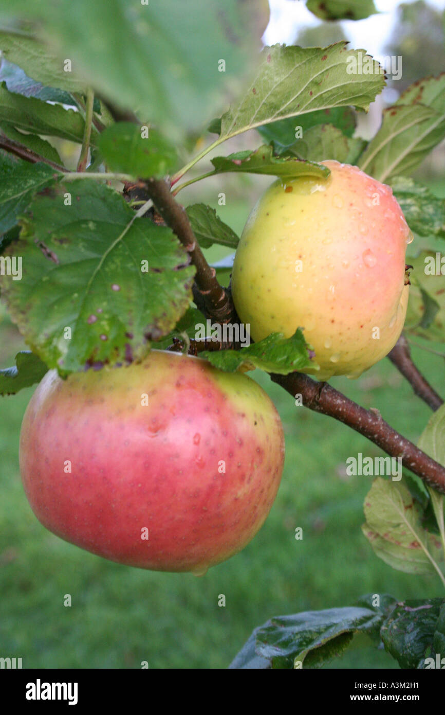 Graft malus hi-res stock photography and images - Alamy