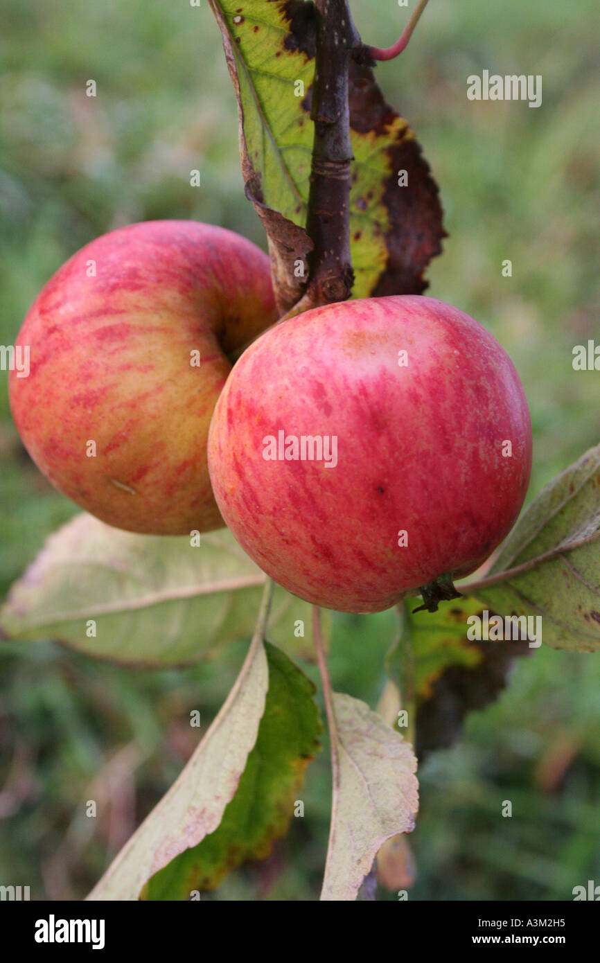 Apple (Malus domestica) Epicure Stock Photo - Alamy