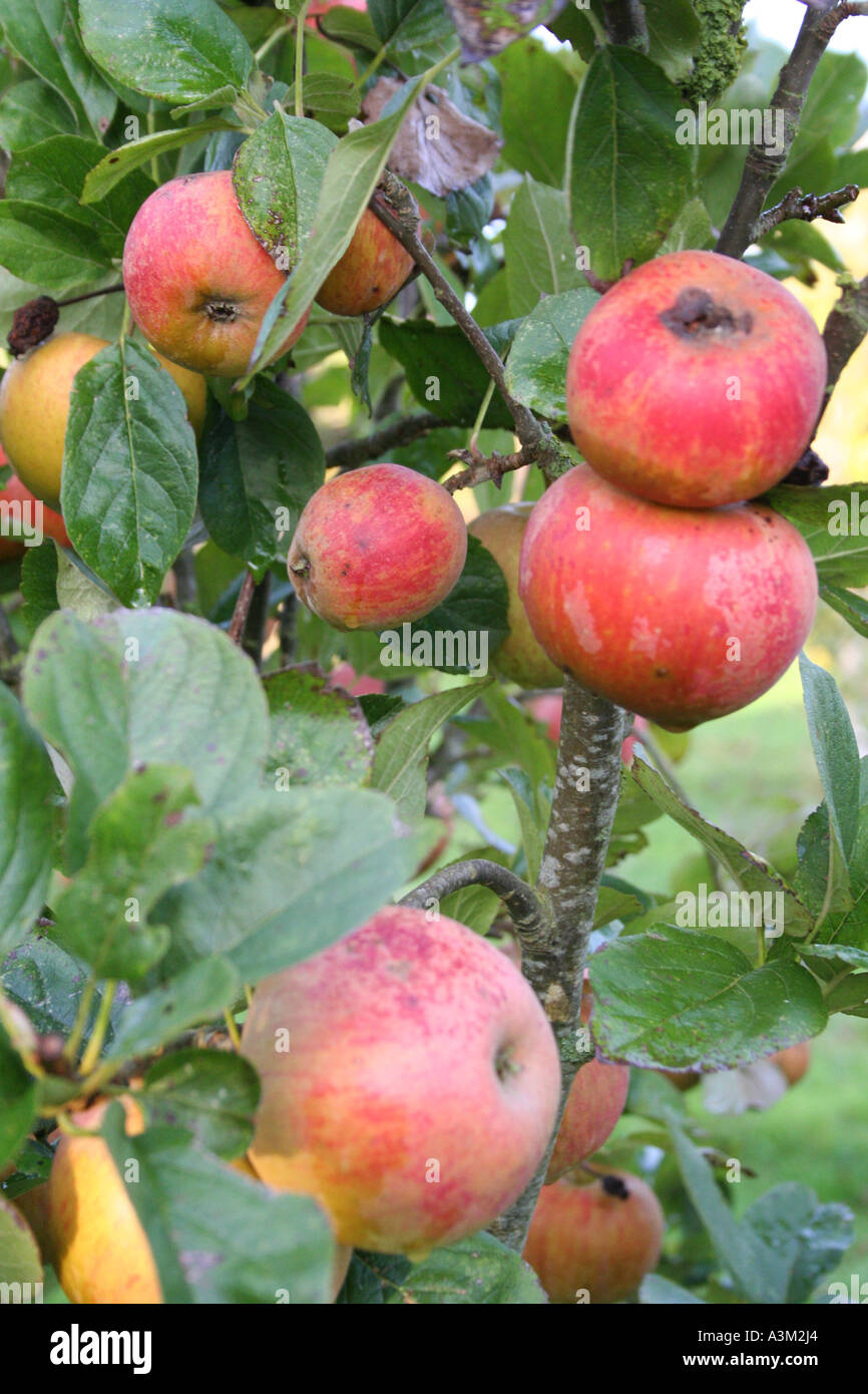 Ross nonpareil hi-res stock photography and images - Alamy