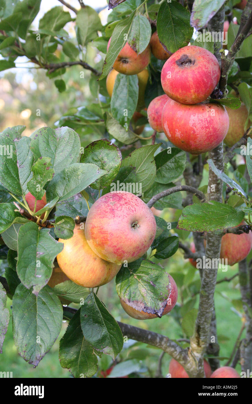 Ross nonpareil hi-res stock photography and images - Alamy