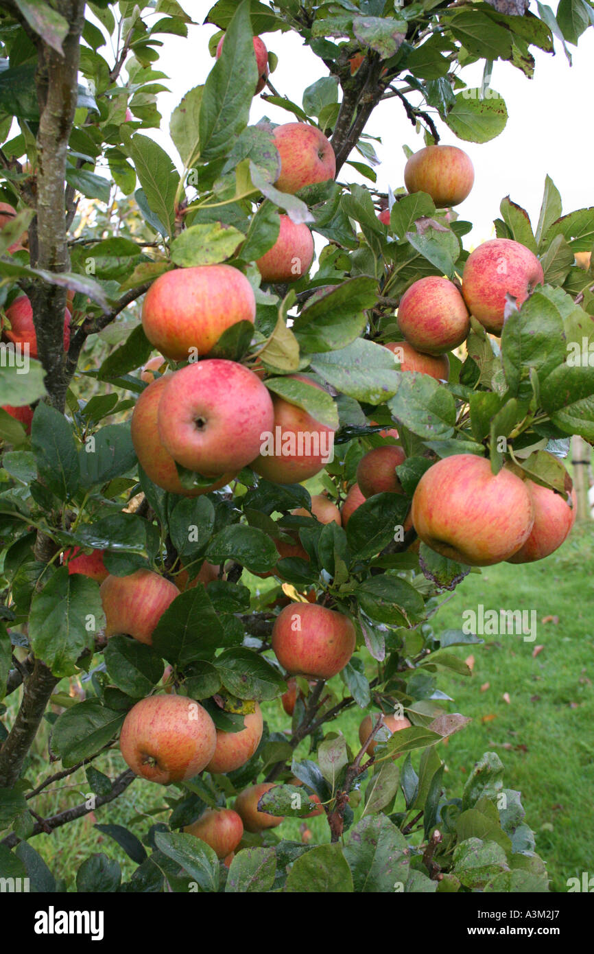 Ross nonpareil hi-res stock photography and images - Alamy