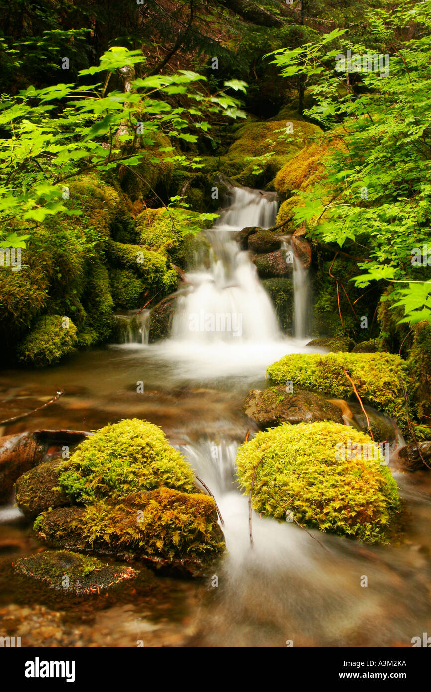 A waterfall along Cache Creek near the Dosewallips Trail Olympic ...