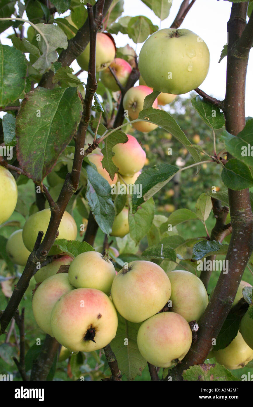 Api apple tree hi-res stock photography and images - Alamy